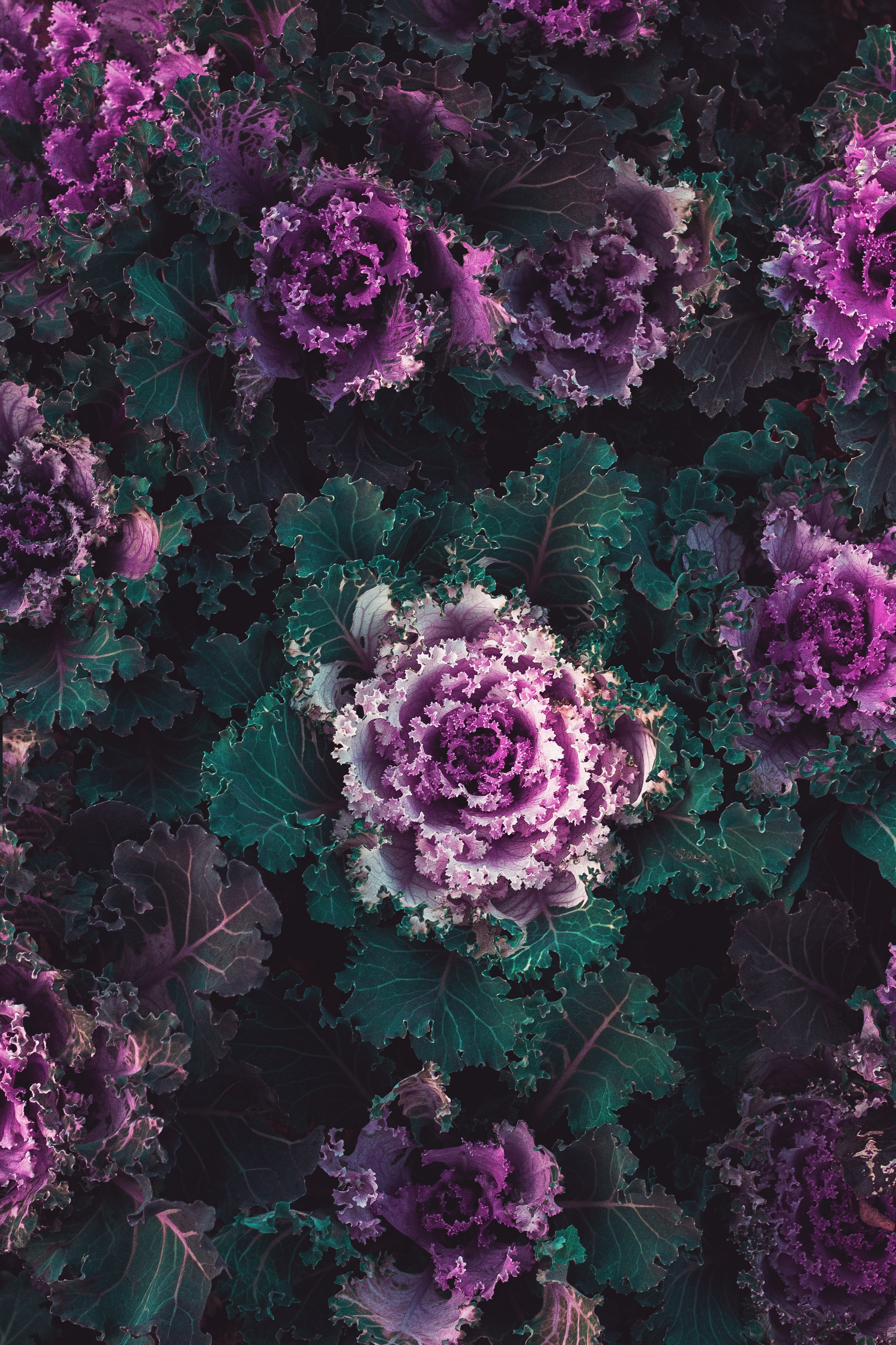 Why Kale is the Ultimate Superfood for Gardeners – Farmers Defense