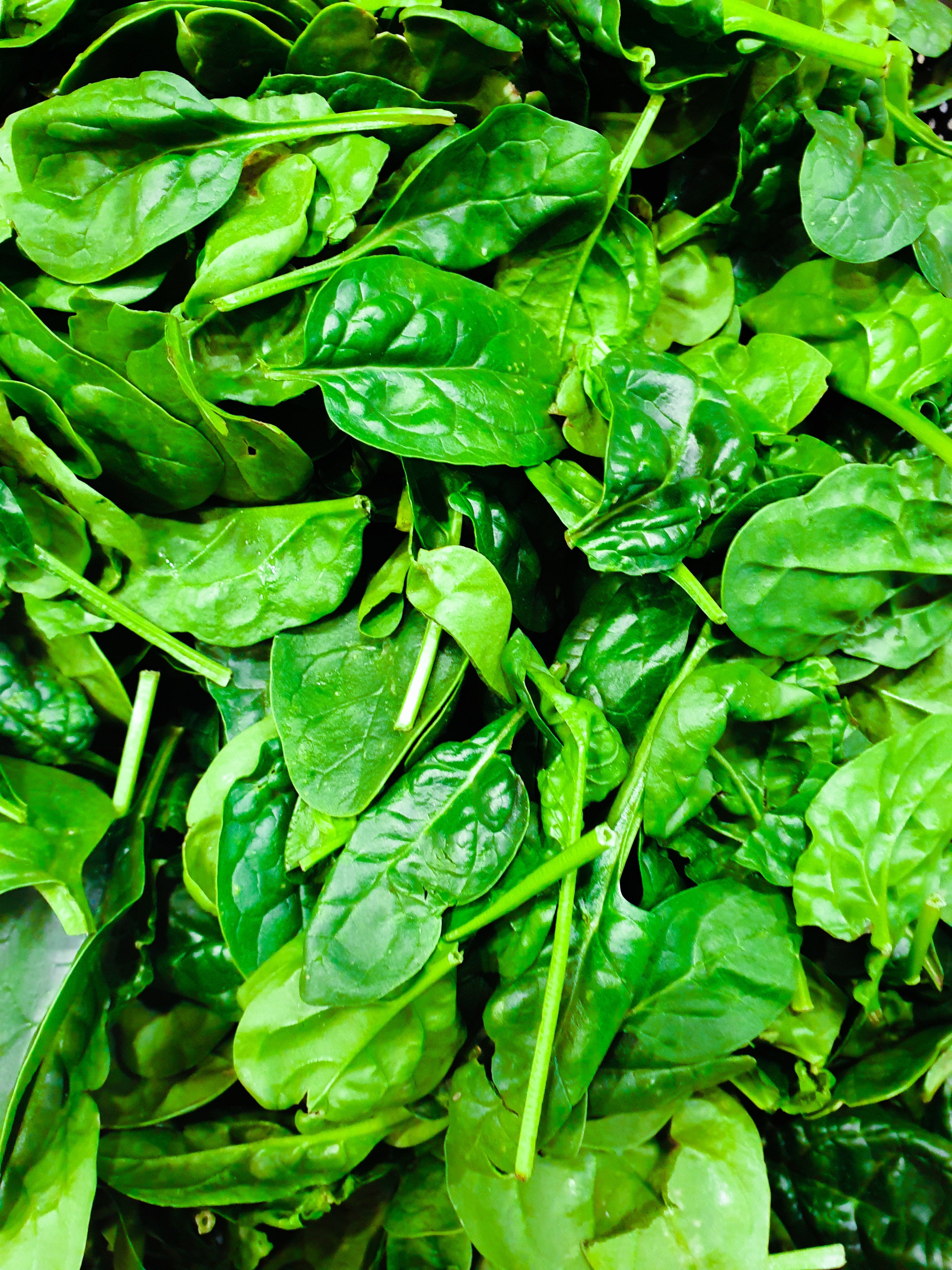 How to Harvest Spinach Longer – Farmers Defense