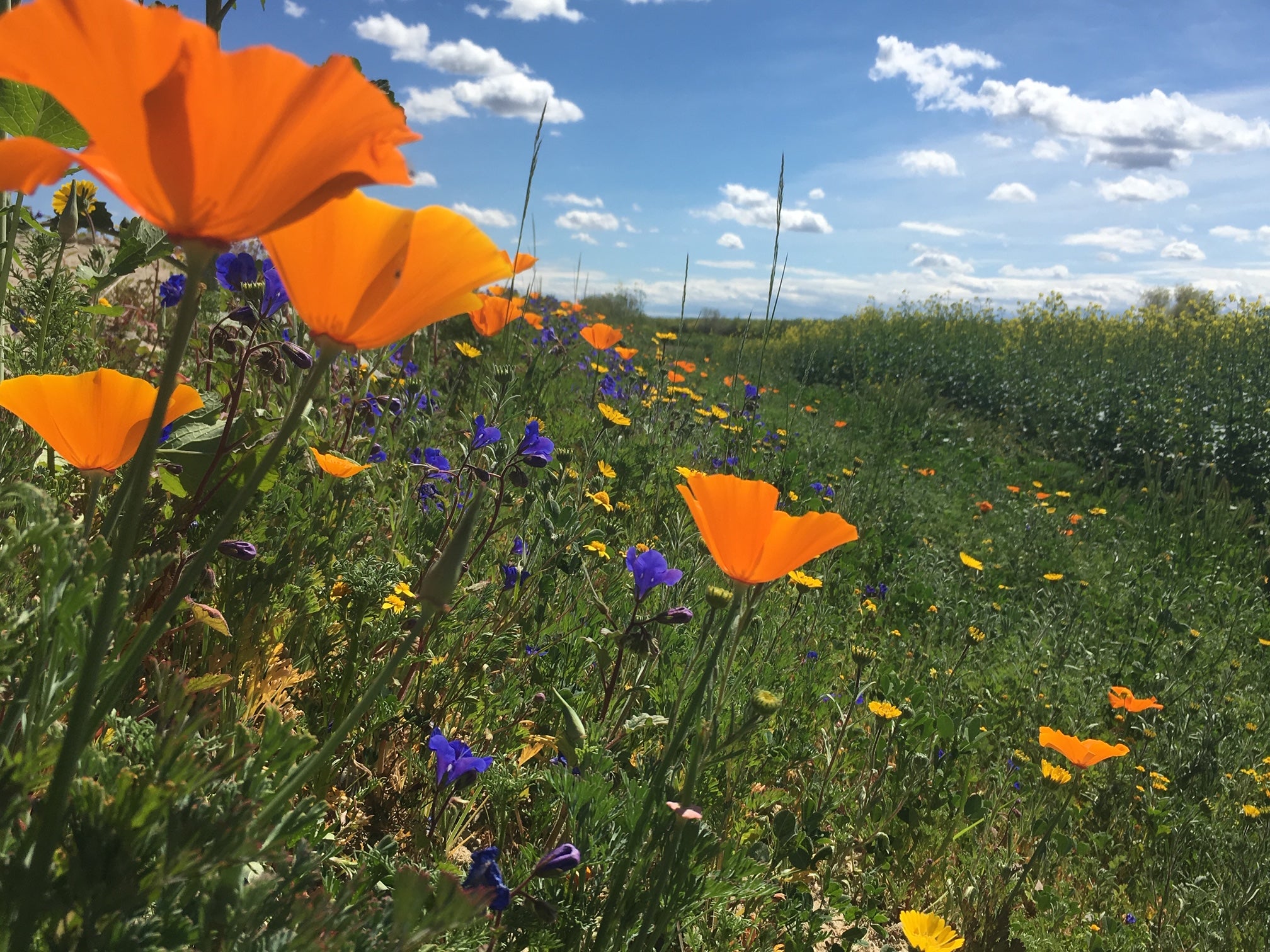 How to Start a Homestead – Farmers Defense