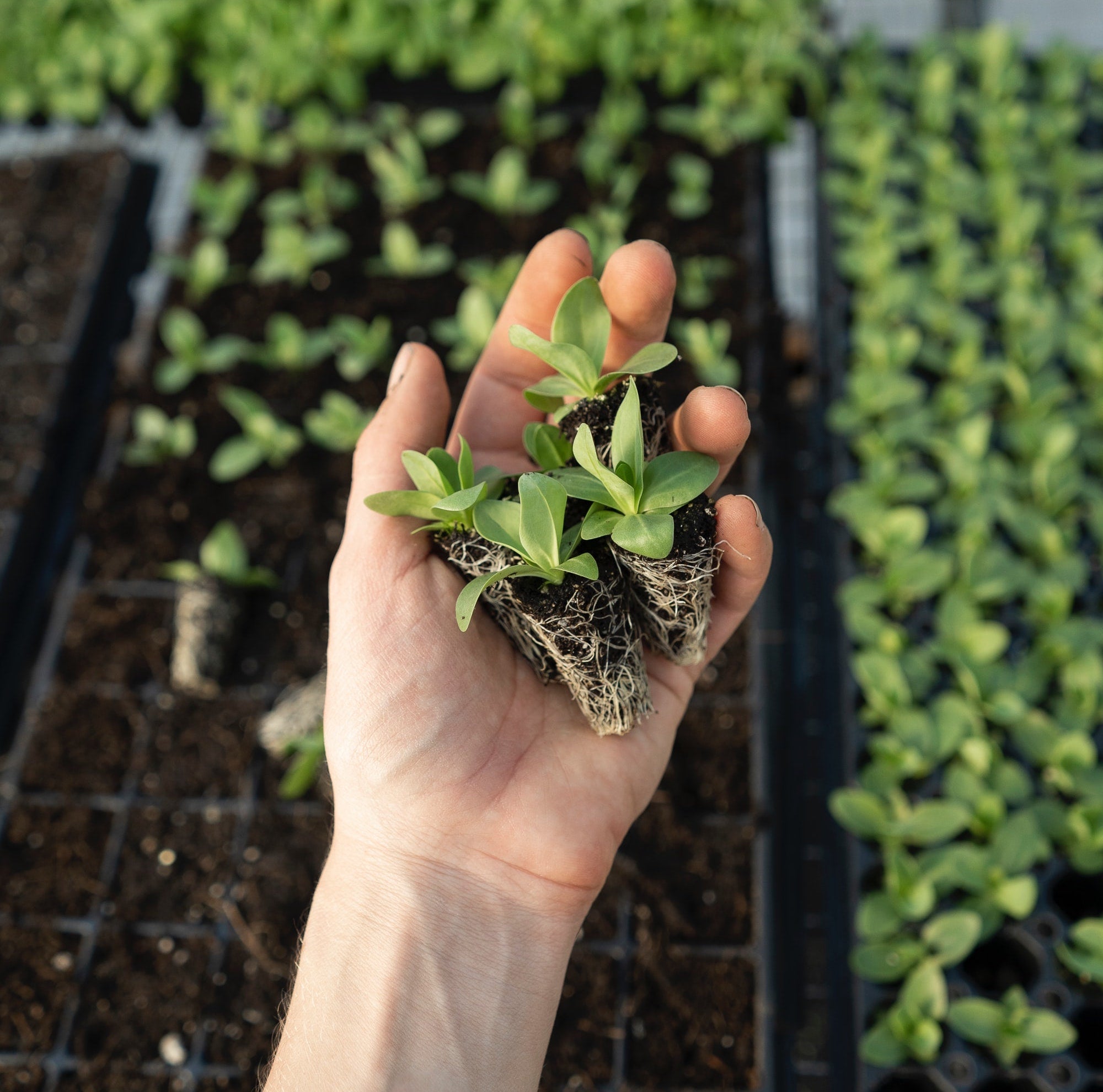 Spring Gardening Checklist: Tips for Planning Your Garden – Farmers Defense